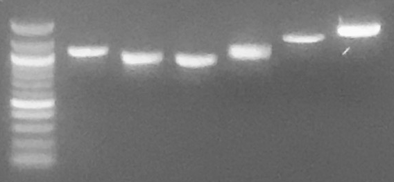 David Dulin lab – Biological Physics of Gene Machines