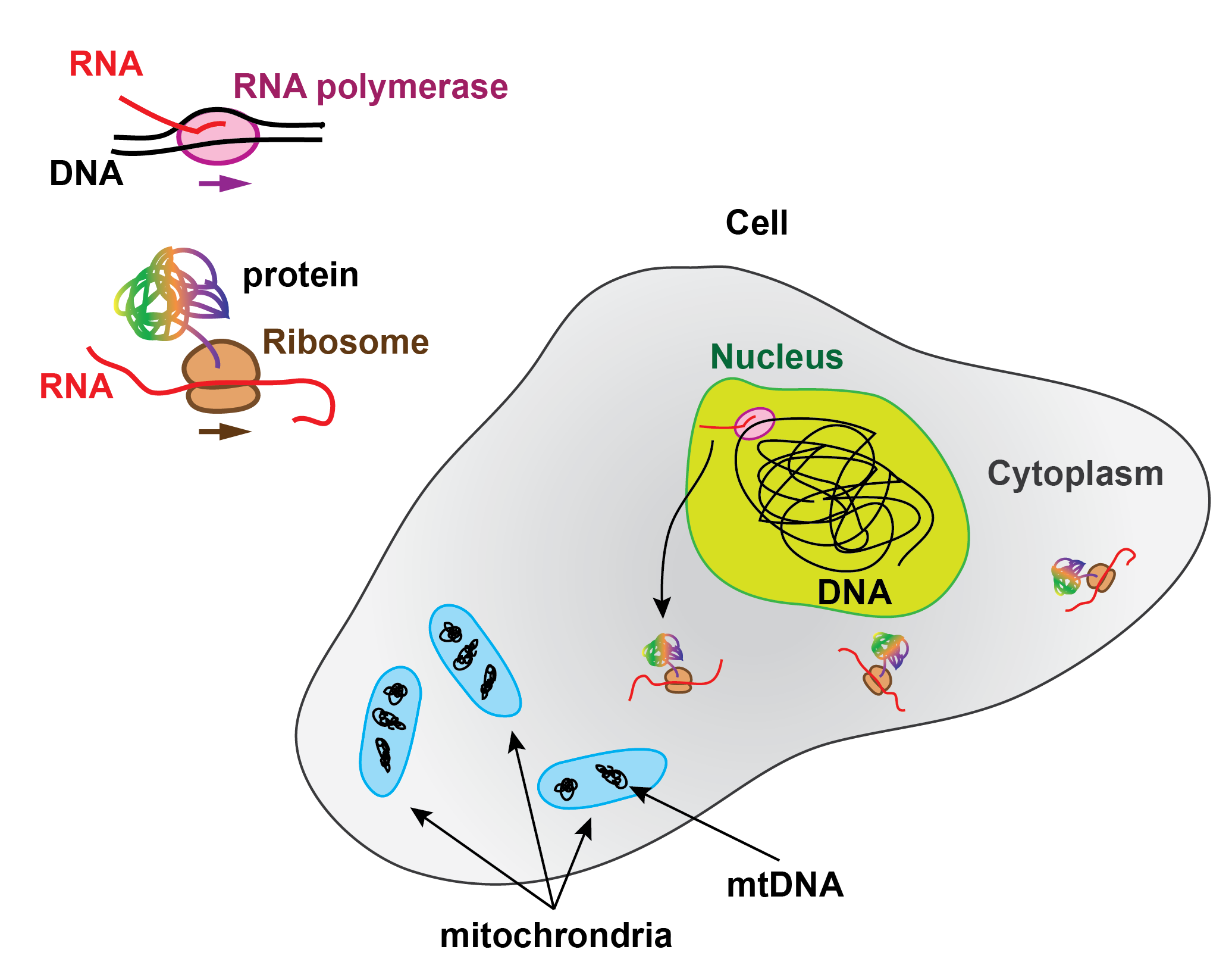 Cellular transcription – David Dulin lab